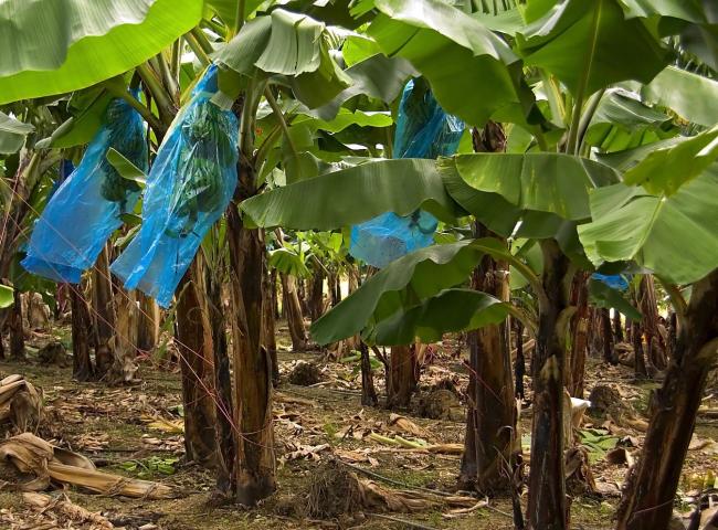 Pollution au chlordécone : l'Assemblée nationale reconnaît pour la ...